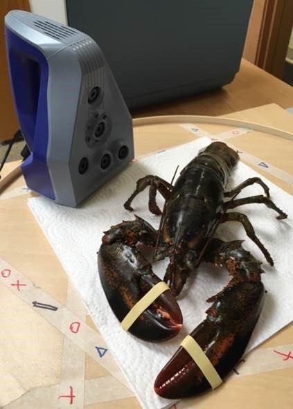 Lobster Scanning with the Artec Space Spider | Laser Design