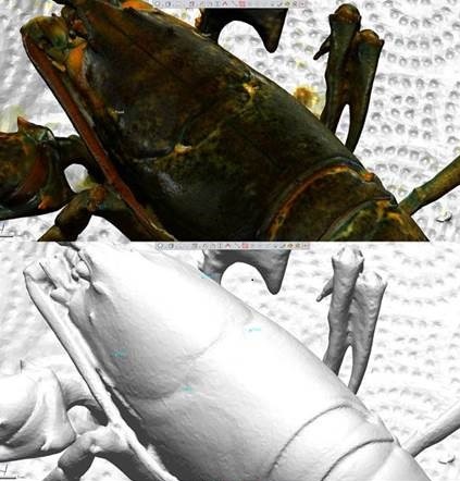 Lobster Scanning with the Artec Space Spider | Laser Design